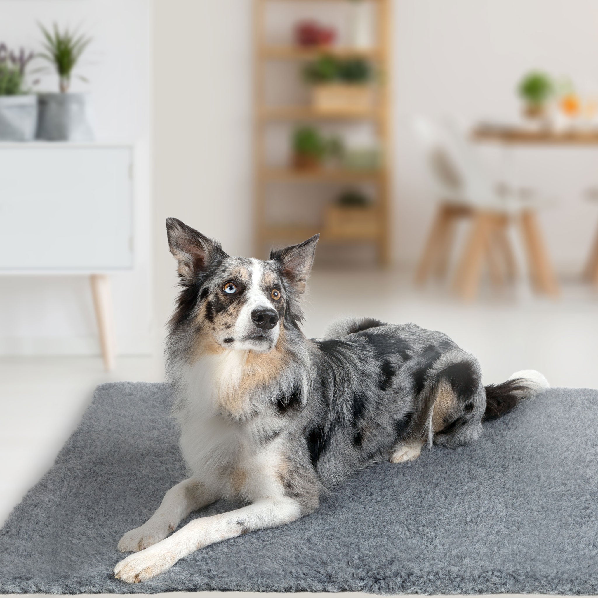 Authentic Vetbed - All – Petlife International